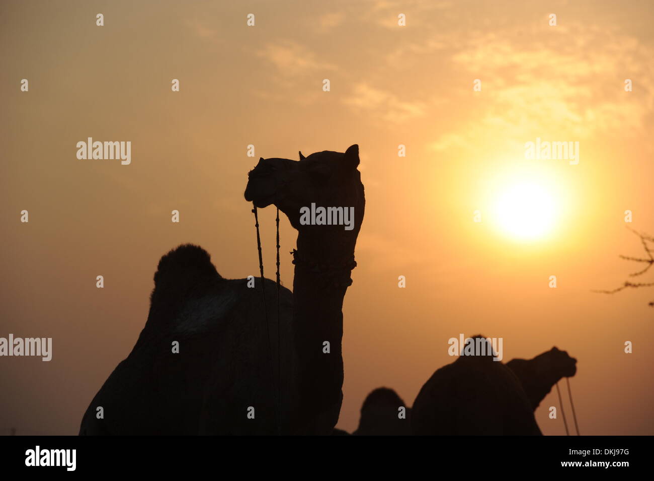 A shepherd and camels in the desert hi-res stock photography and images ...