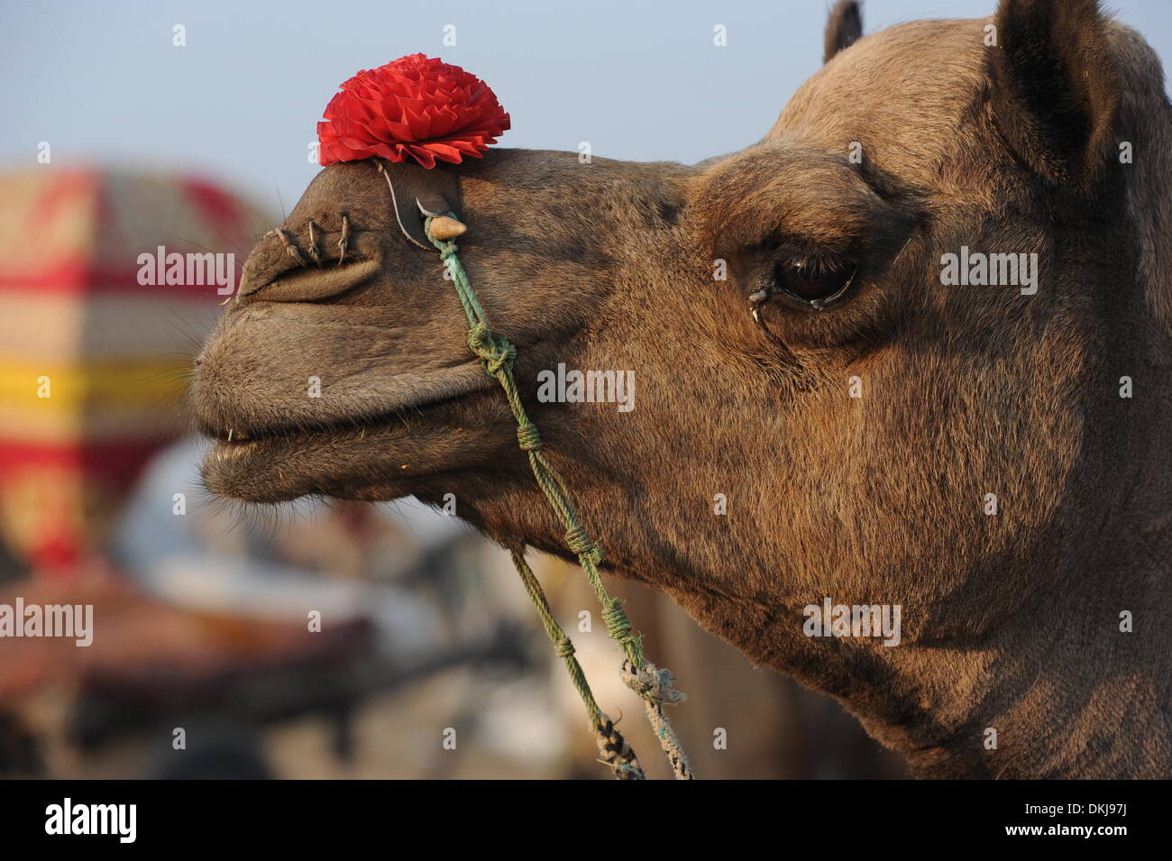 Pushkar, India. 21st Nov, 2012. The traditional camel market in the ...