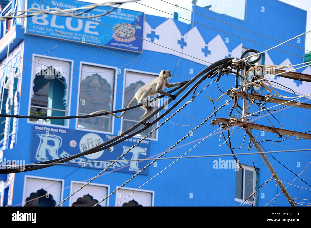Pushkar, India. 20th Nov, 2013. A monkey climbs across electricity ...