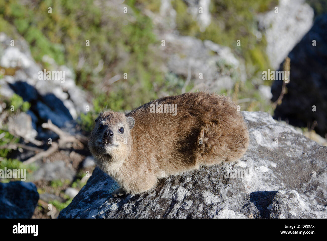 Cape dassie hi-res stock photography and images - Alamy