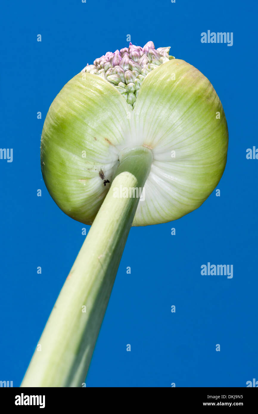 Birth of an allium, just before blooming Stock Photo - Alamy