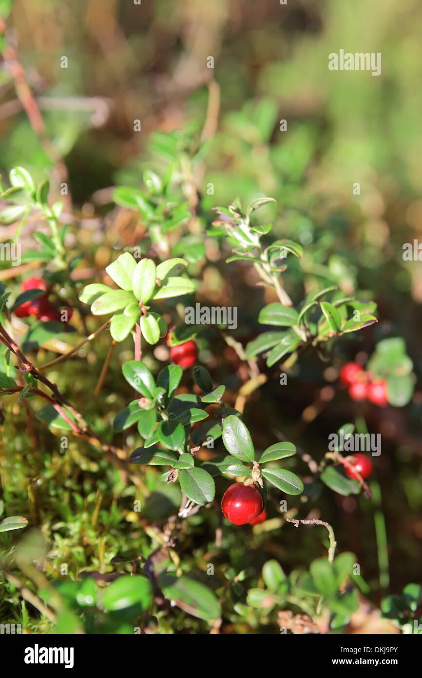 Foxberry hi-res stock photography and images - Alamy