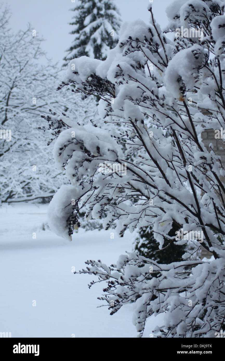 Fresh snow covering the branches of a small bush Stock Photo - Alamy