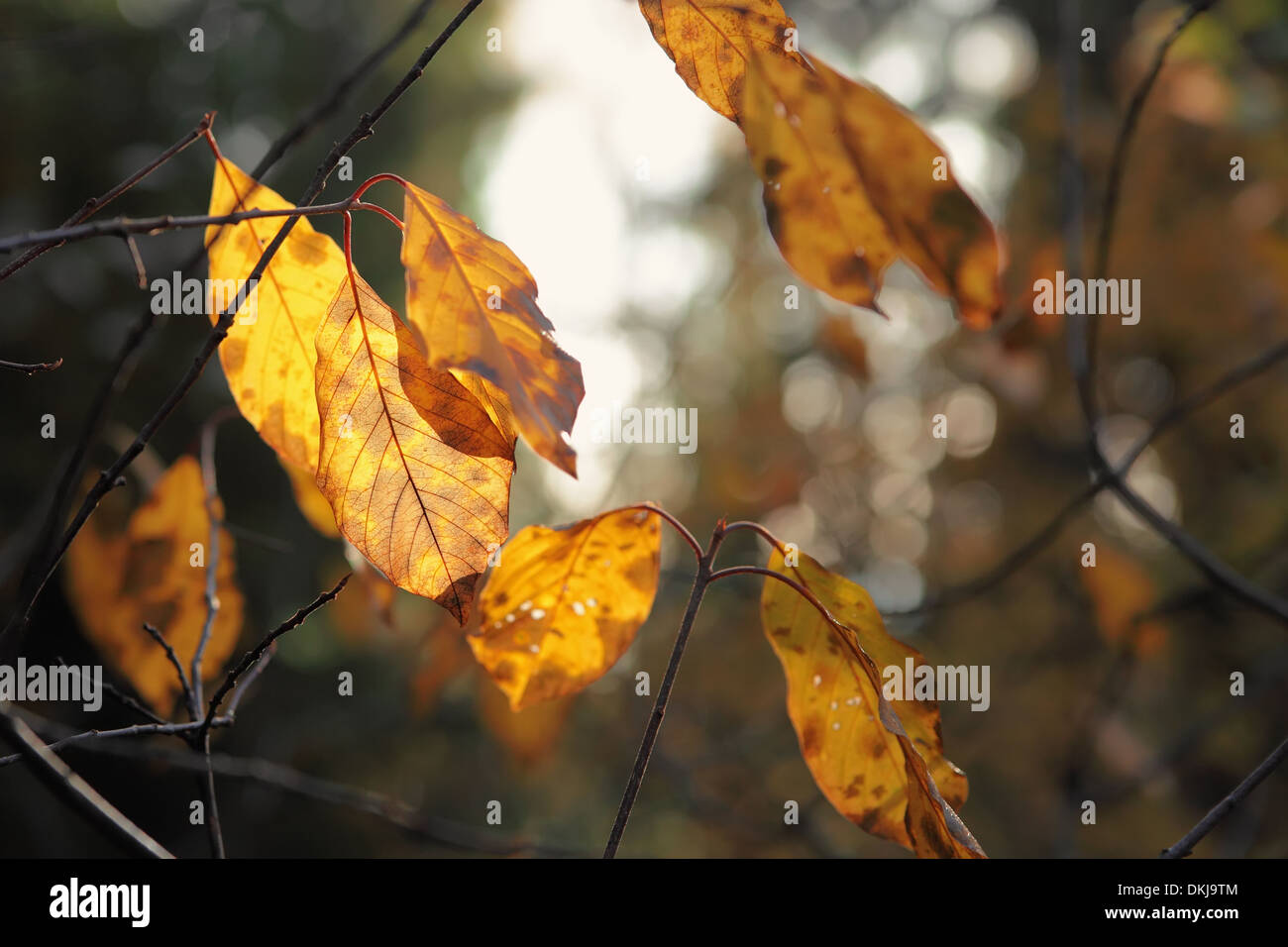 Warm yellow morning sun hi-res stock photography and images - Alamy