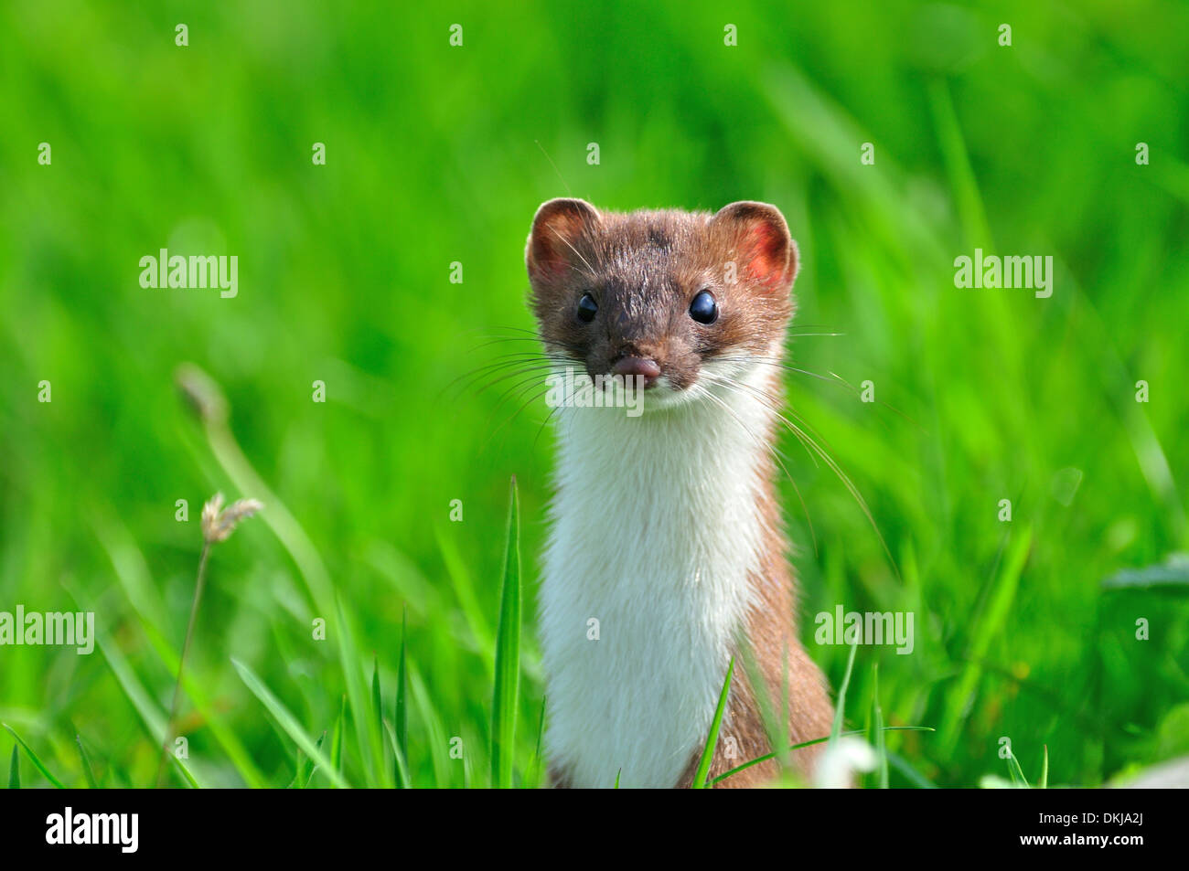 English stoat hi-res stock photography and images - Alamy