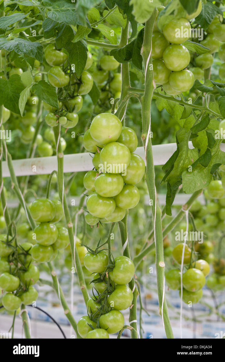 Tomato cultivation in a Dutch greenhouse Stock Photo - Alamy