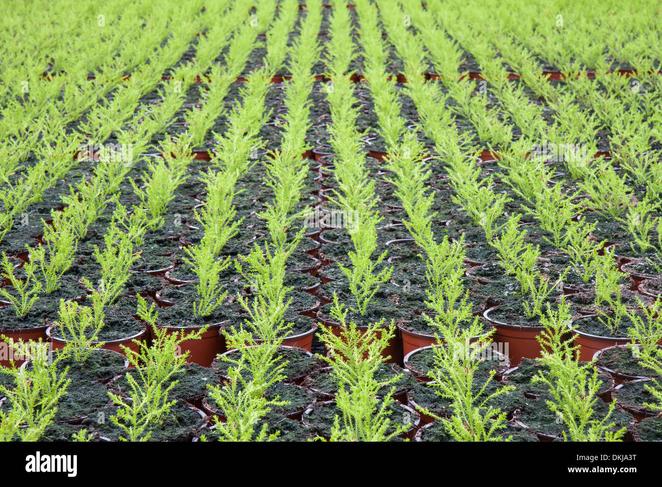 Dutch horticulture with cupressus in a greenhouse Stock Photo - Alamy