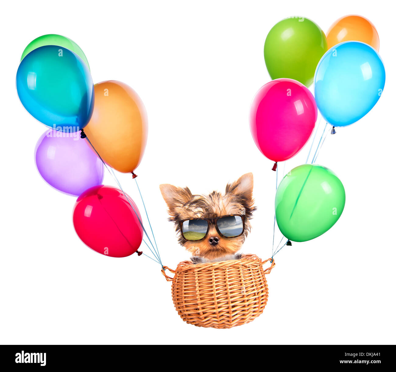 happy yorkie toy flying in a basket with air balloons Stock Photo - Alamy