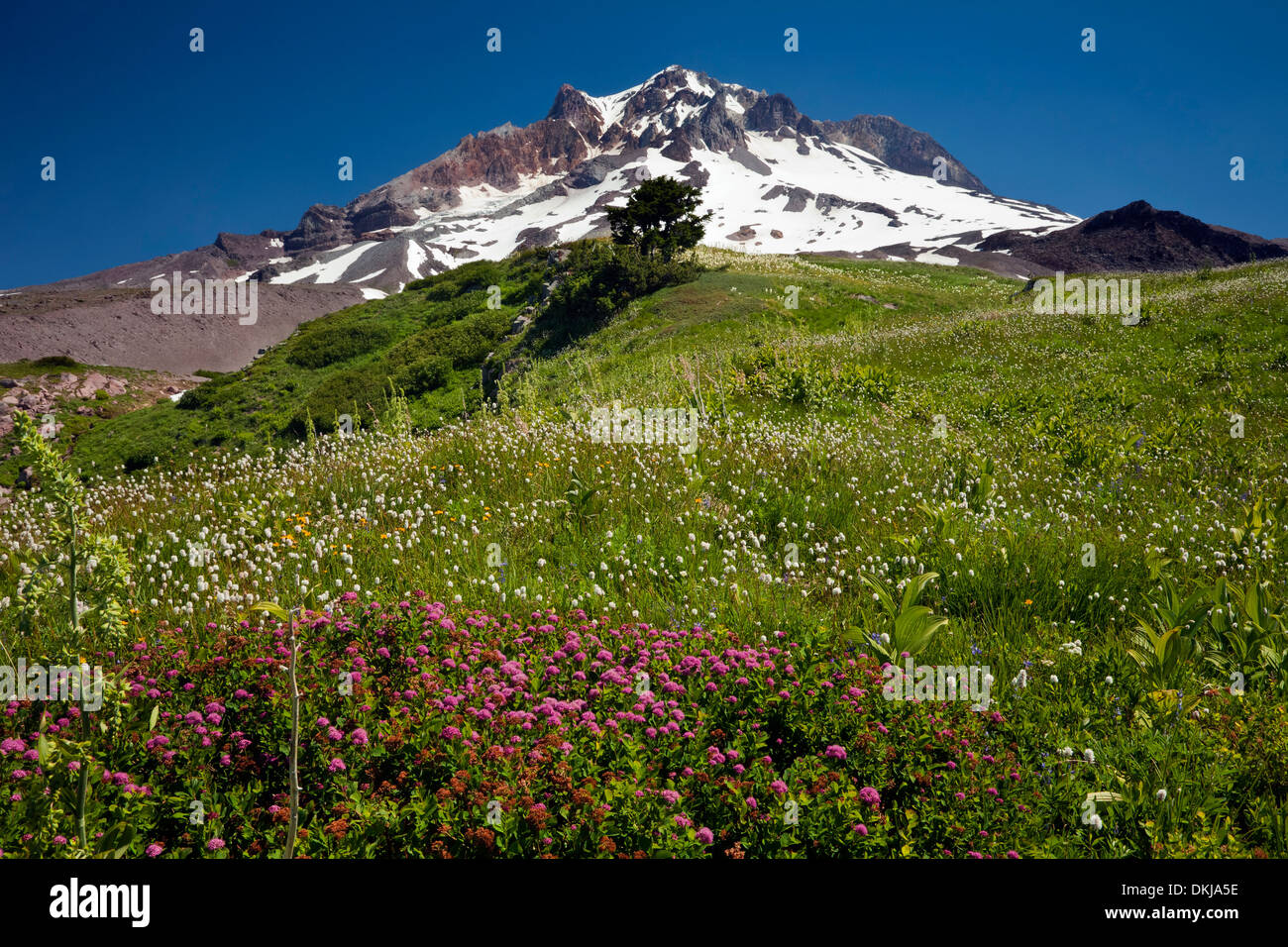 OREGON - Bistort and subalpine spiraea blooming in Paradise Park on the ...