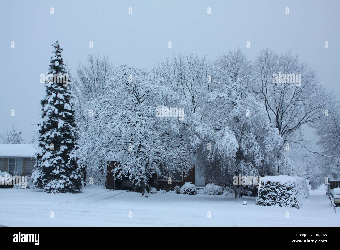 Fresh snow covering trees in front of a home in a residential area ...