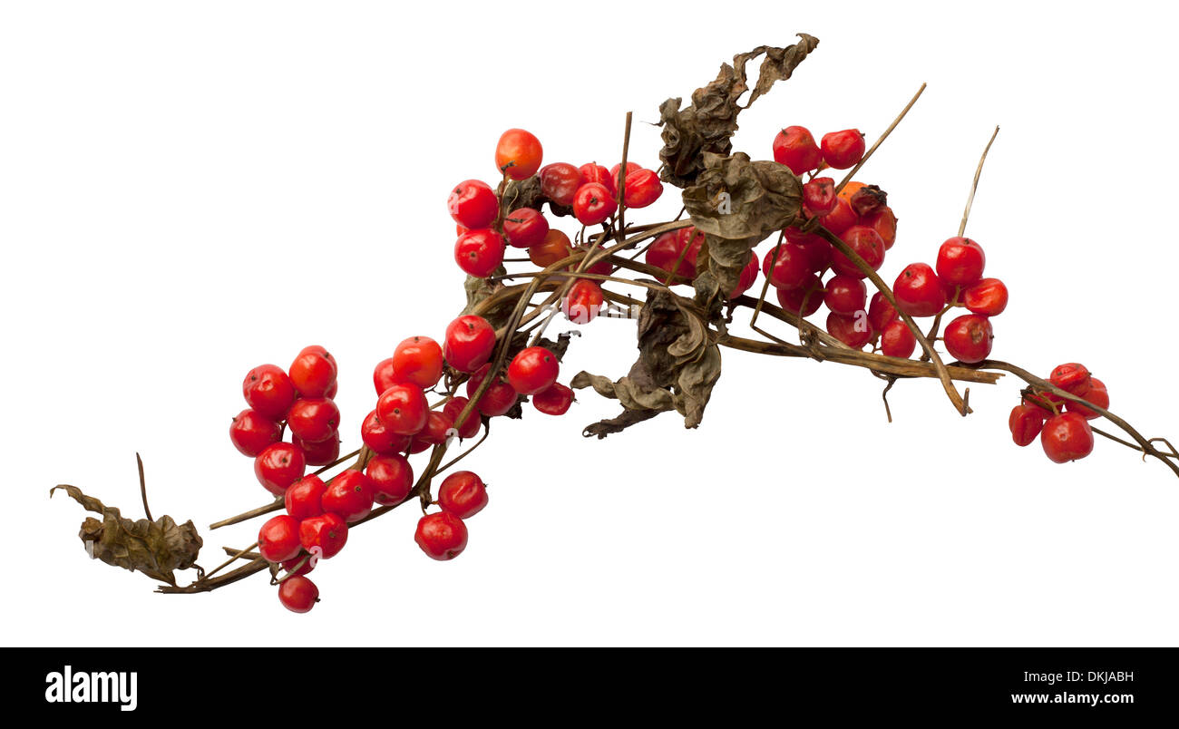 Black bryony berries hi-res stock photography and images - Alamy