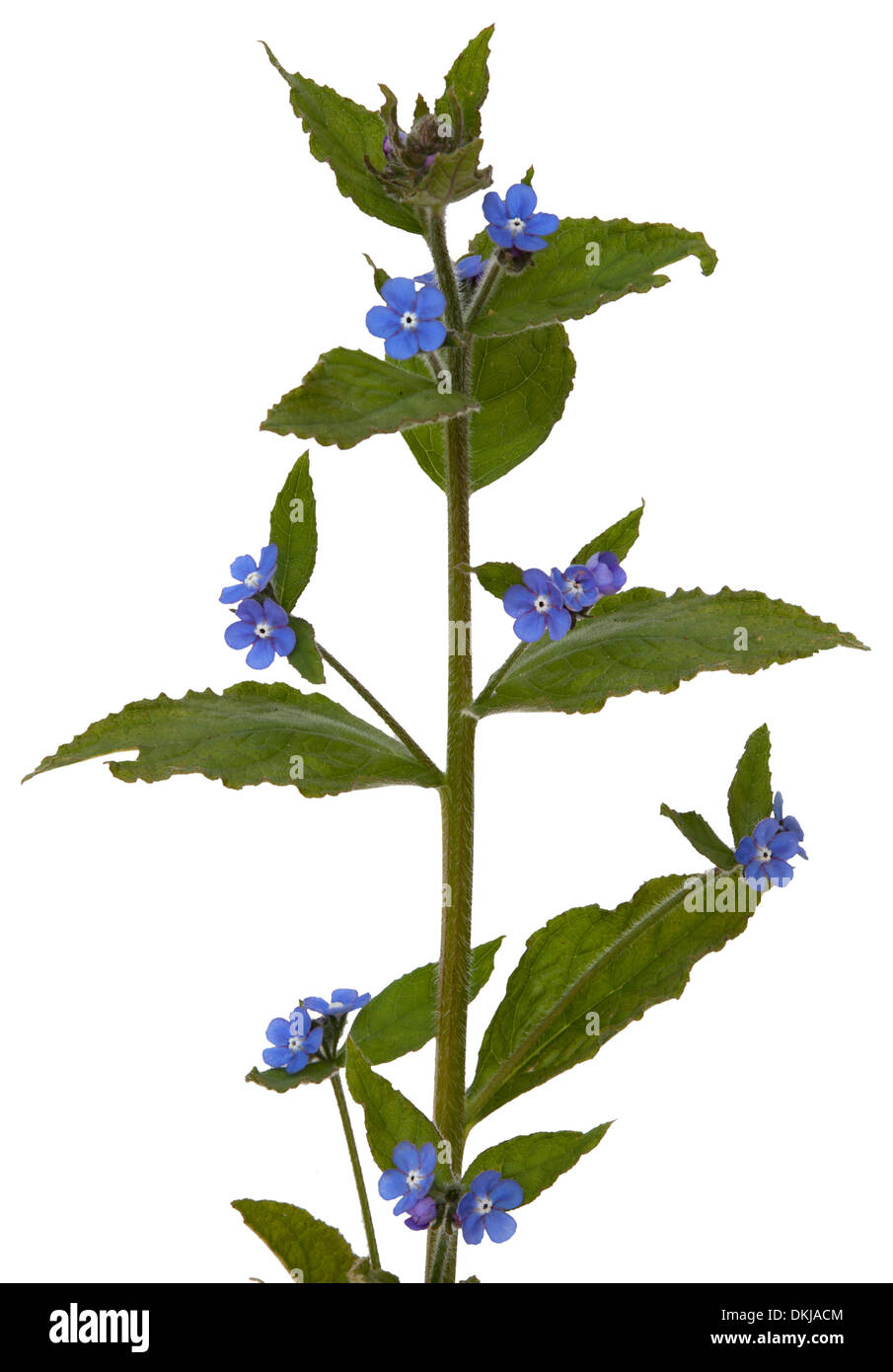 Cut-out Borage plant on a white background Stock Photo - Alamy