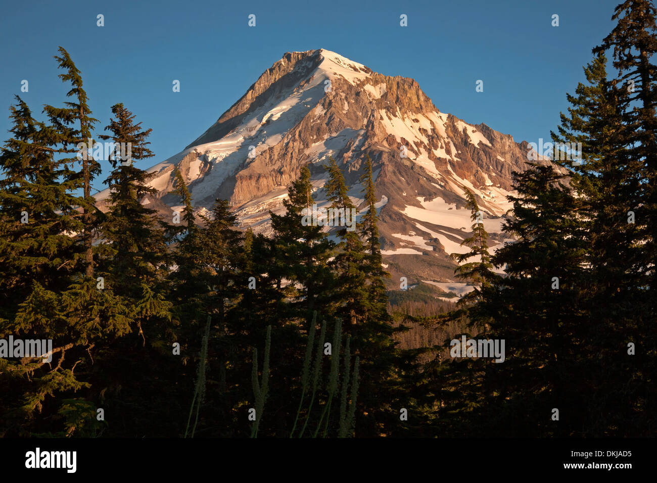 OREGON - Mount Hood at sunset in the Mount Hood National Forest Stock ...