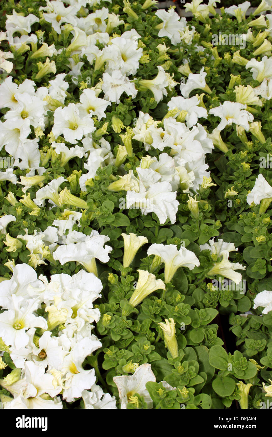White flower display hi-res stock photography and images - Alamy