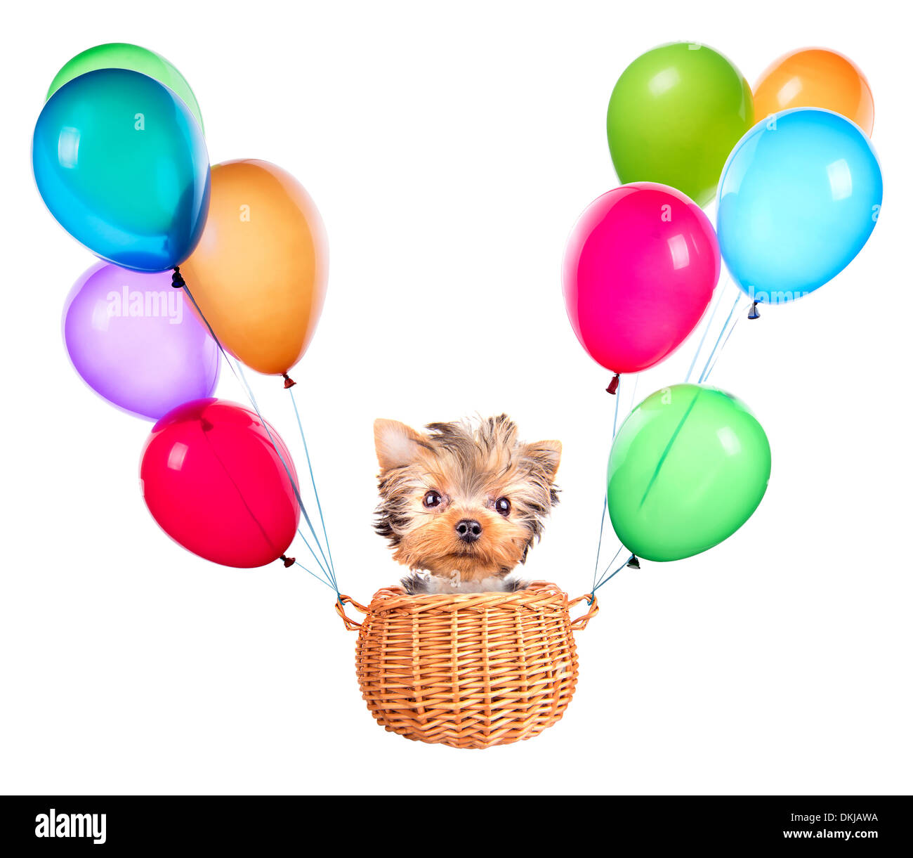 happy yorkie toy flying in a basket with air balloons Stock Photo - Alamy