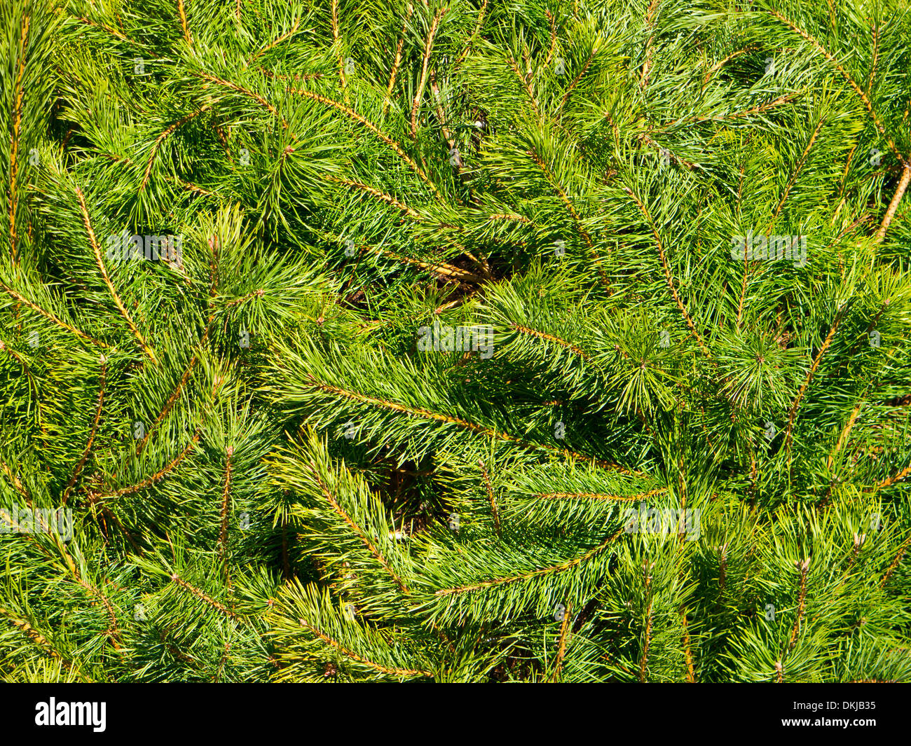 Leaf background. (Spruce Stock Photo - Alamy