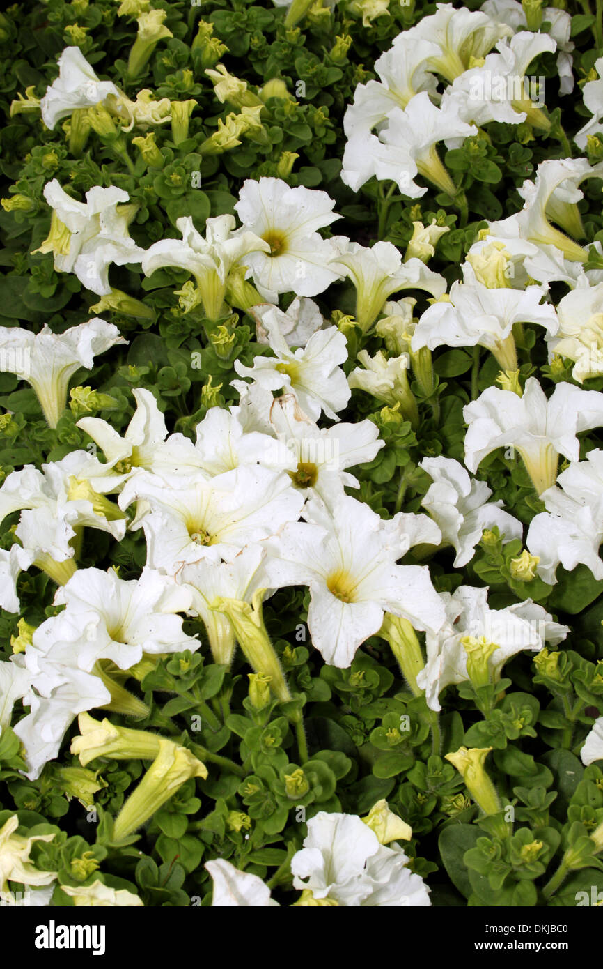 White flower display hi-res stock photography and images - Alamy