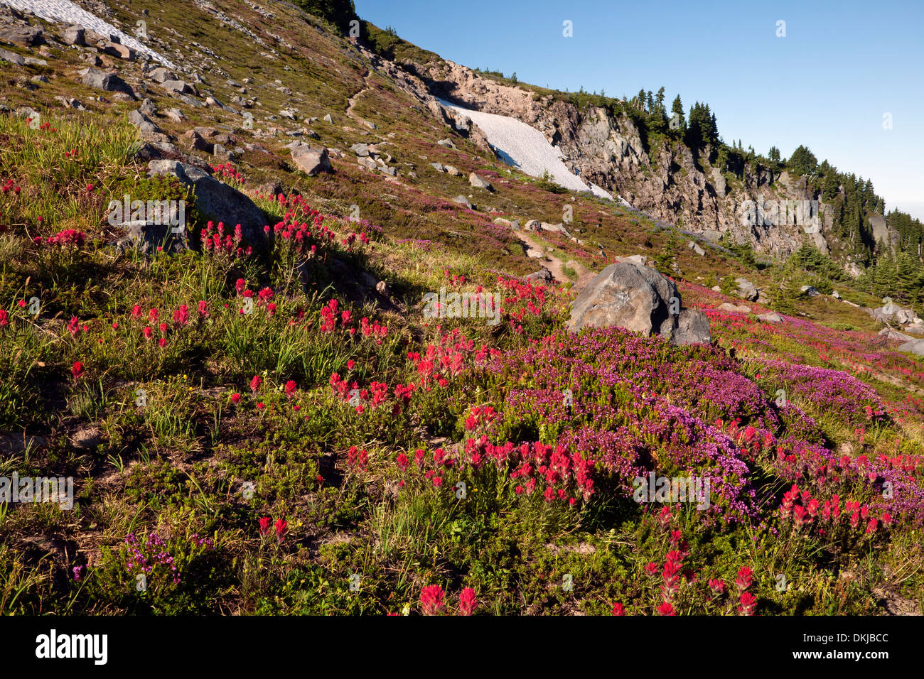 OREGON - Brightly colored meadow of heather and paintbrush along the ...