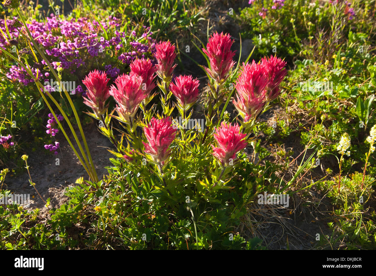OREGON - Brightly colored paintbrush and heather in a meadow along the ...