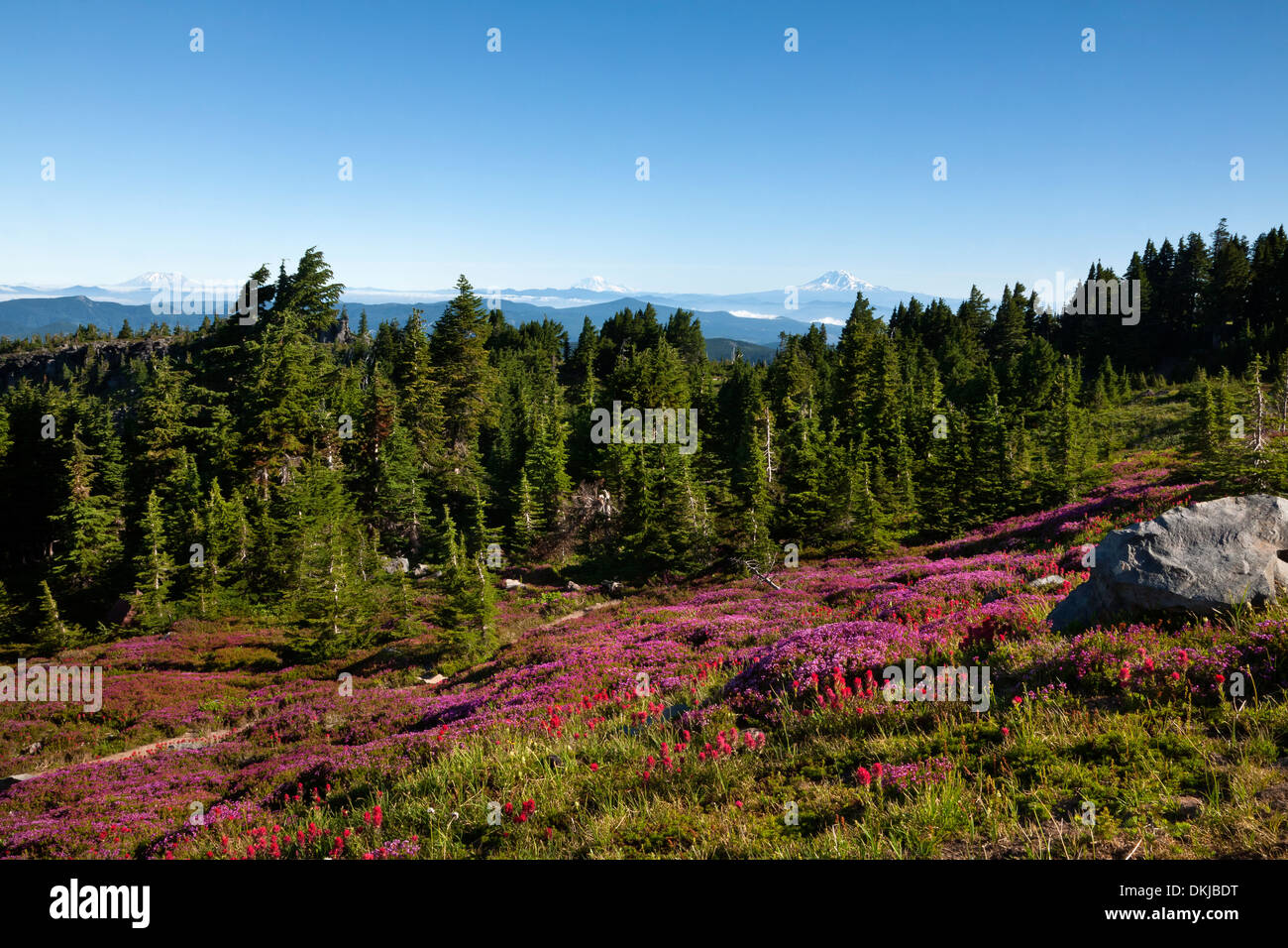 Meadow along the McNeil Point Trail in the Mount Hood Wilderness area ...