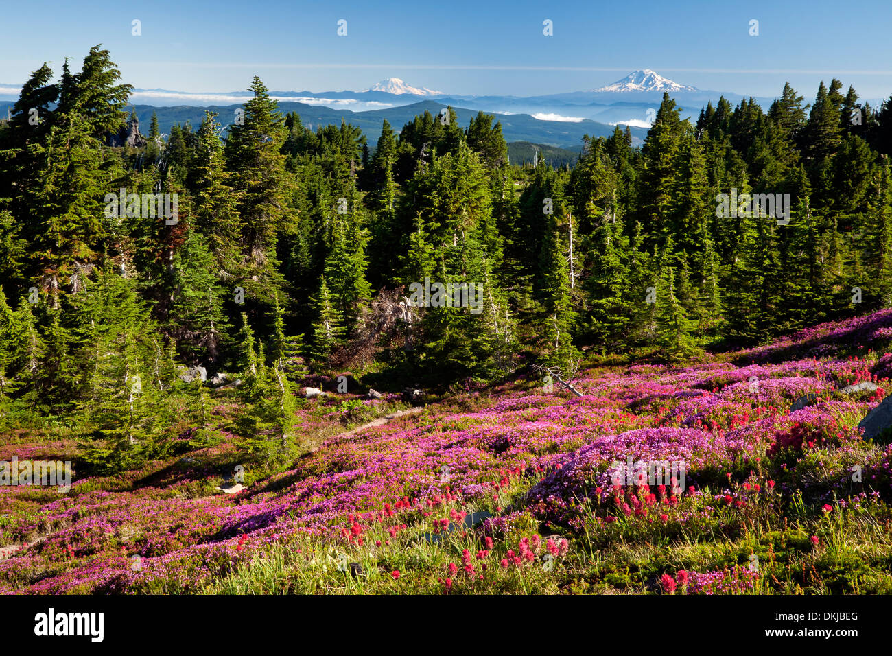 Colorful meadow along the McNeil Point Trail in the Mount Hood ...