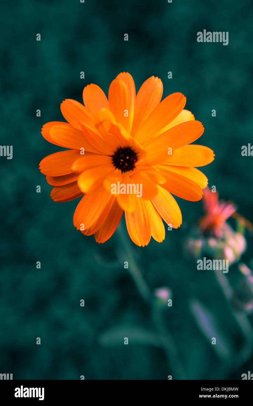 Calendul hi-res stock photography and images - Alamy