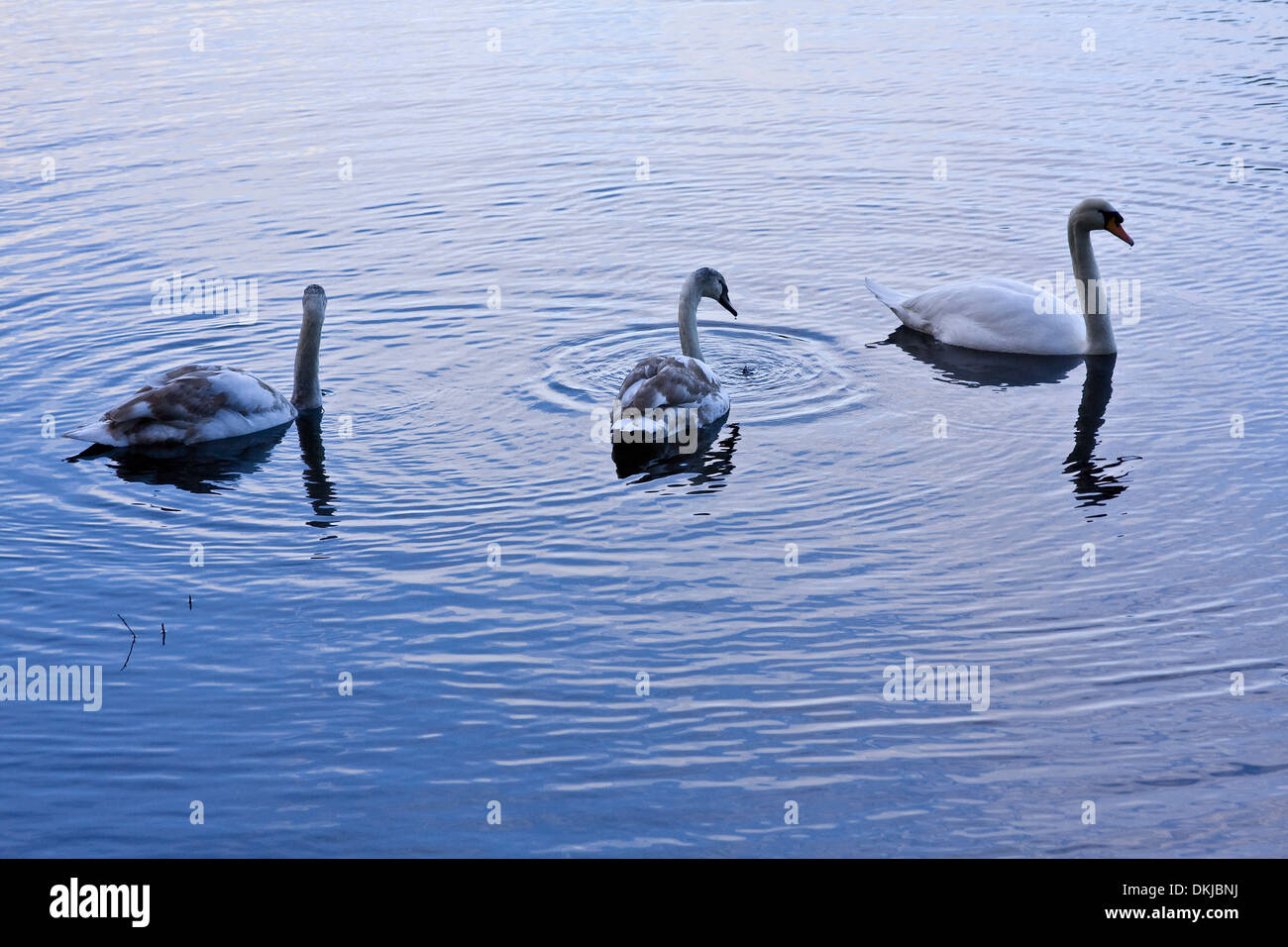 Clatto country park scotland hi-res stock photography and images - Alamy