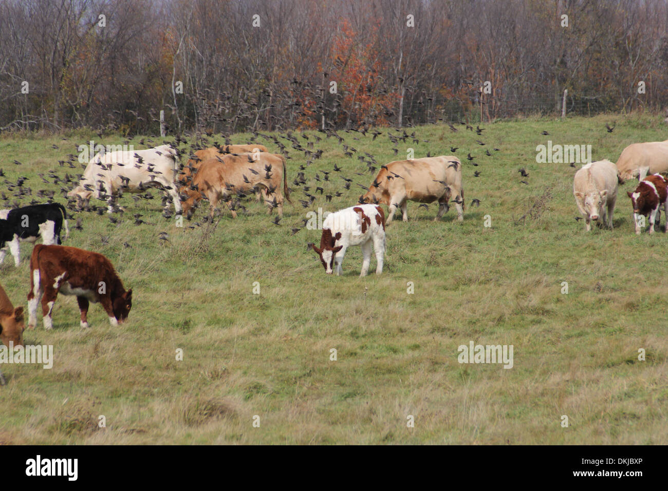 Cows grazing in a green pasture followed by a flock of birds Stock ...