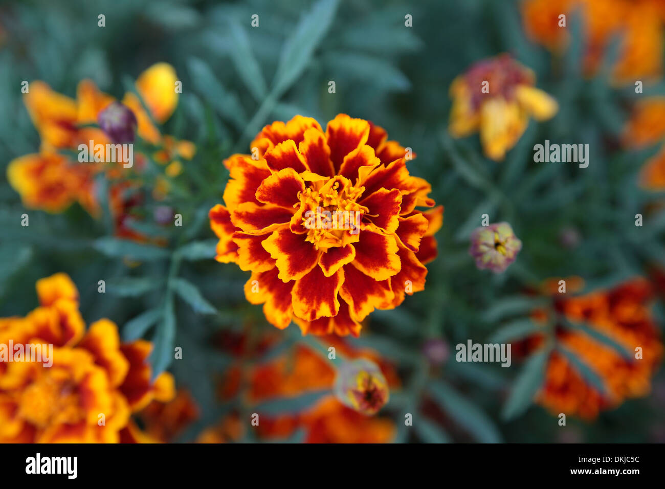 marigold flower background Stock Photo - Alamy