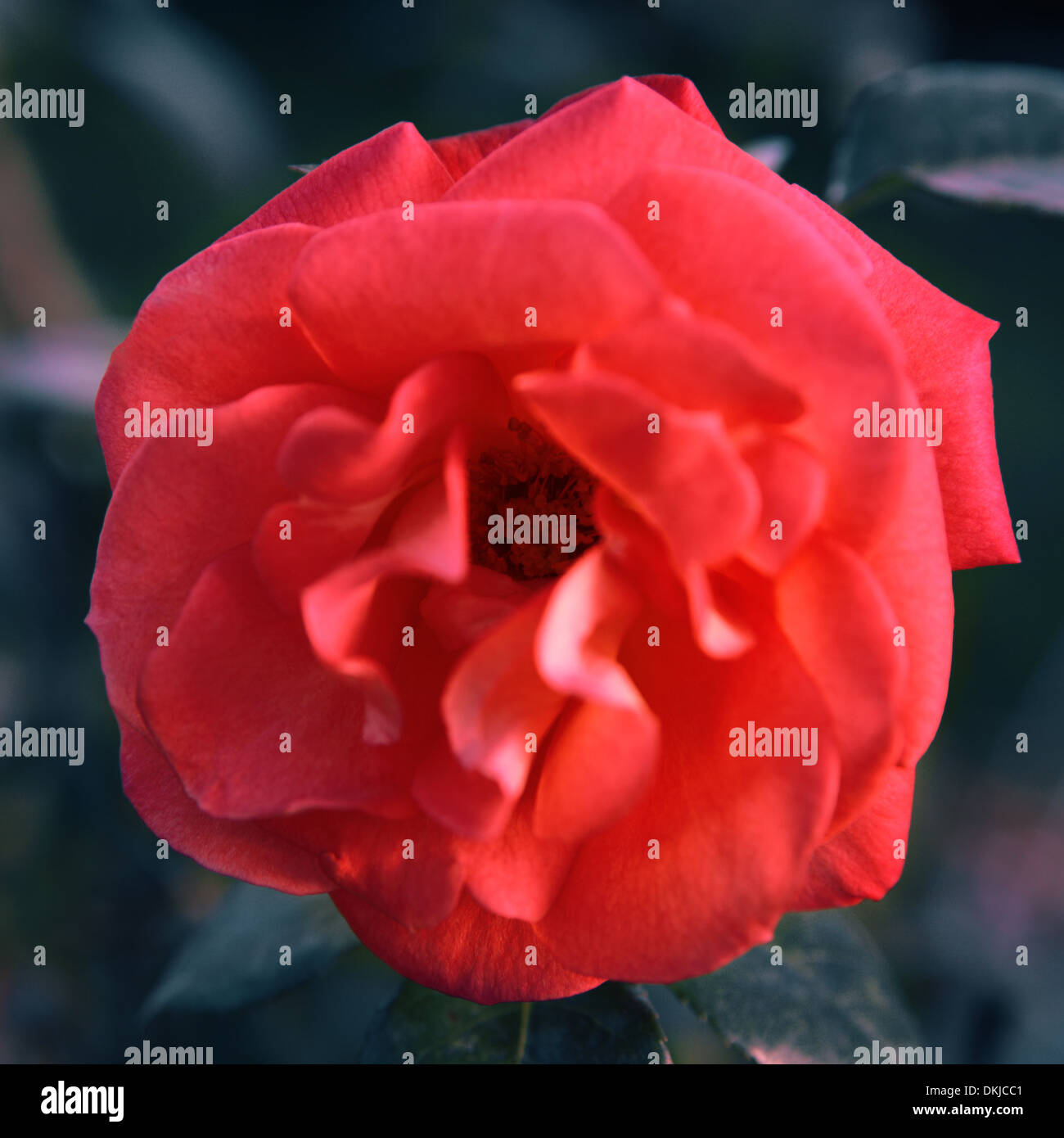 frozen red rose,autumn flower Stock Photo - Alamy
