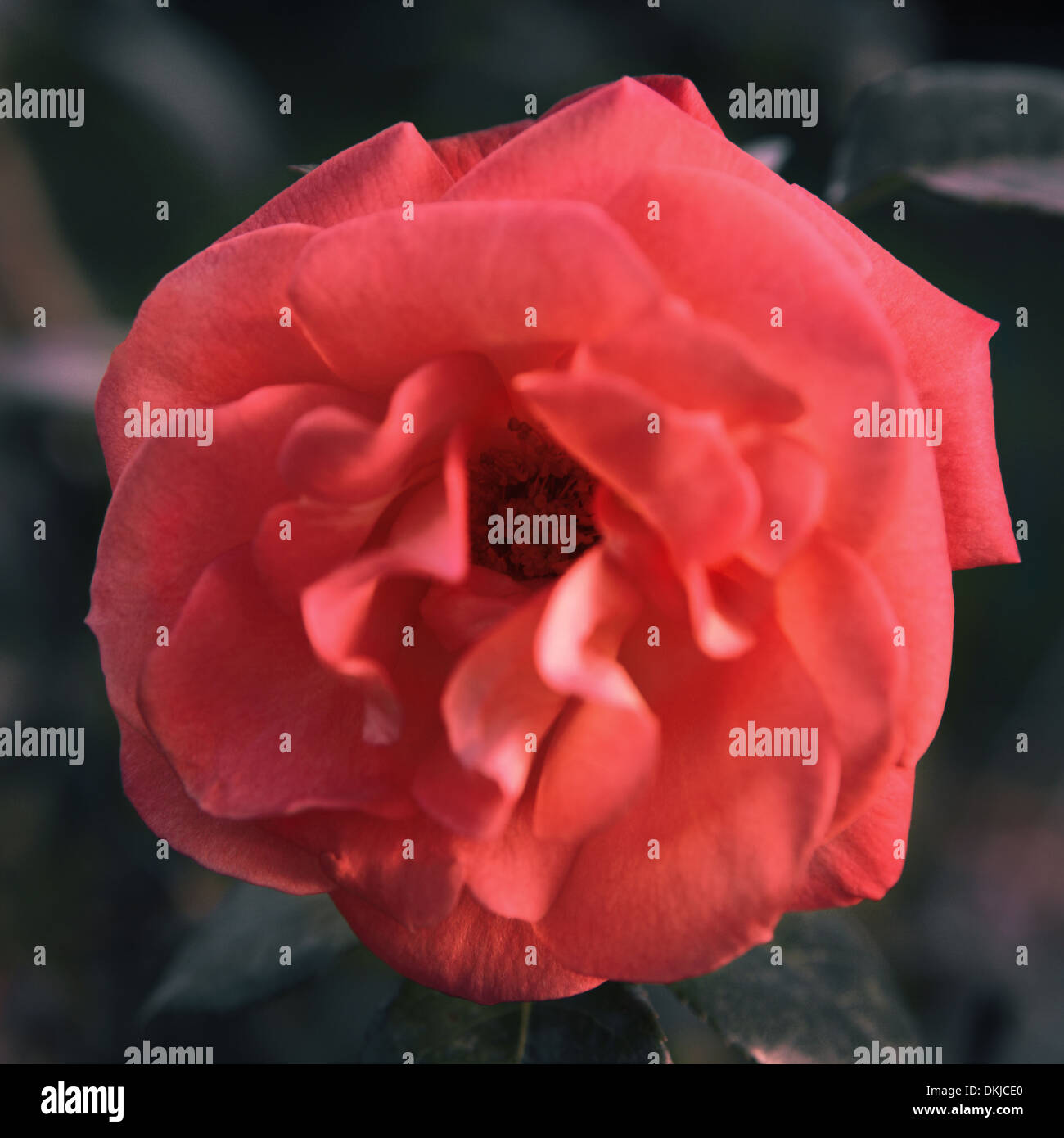Vintage red rose hi-res stock photography and images - Alamy