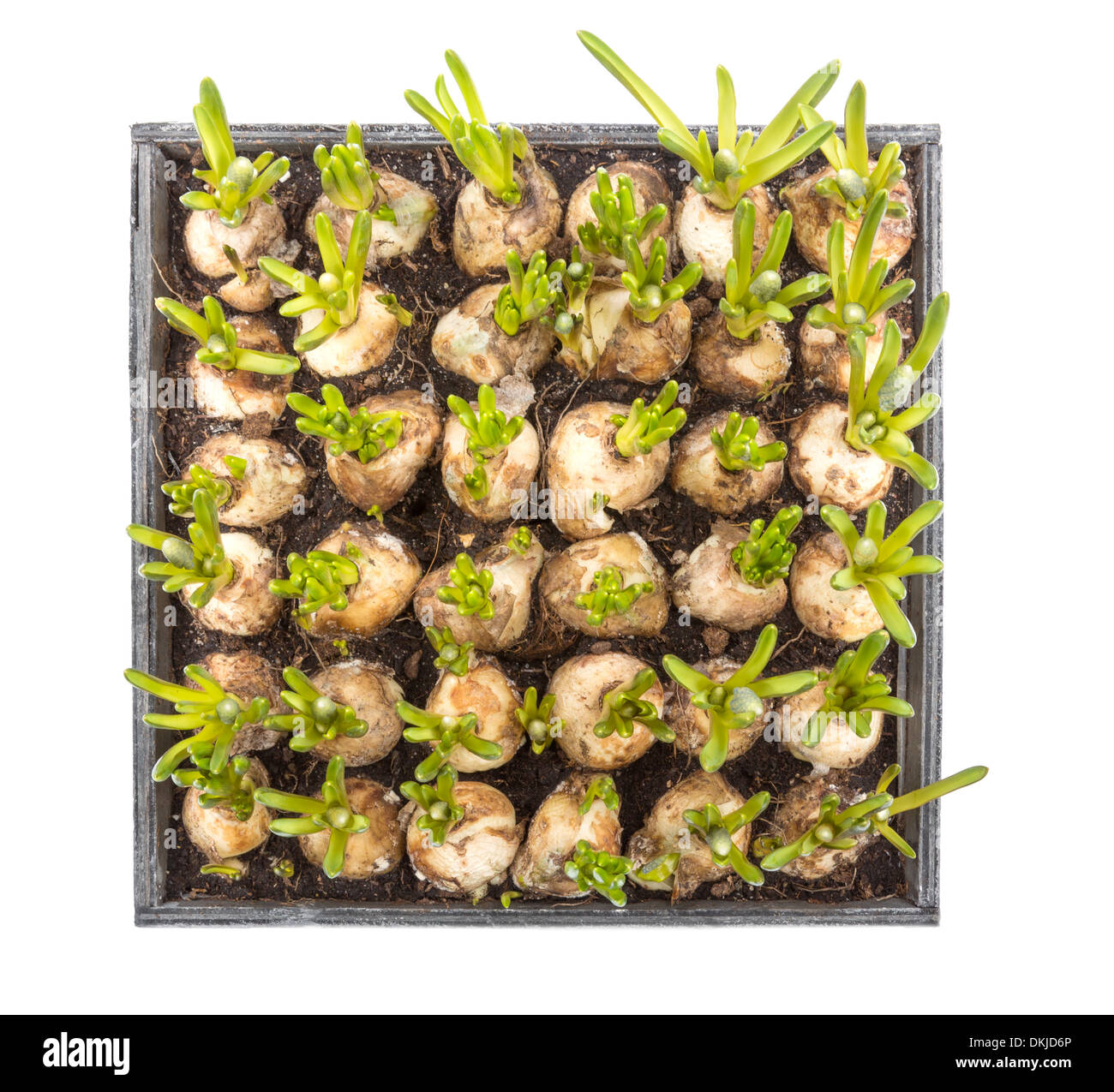 Box of grapes Cut Out Stock Images & Pictures - Alamy