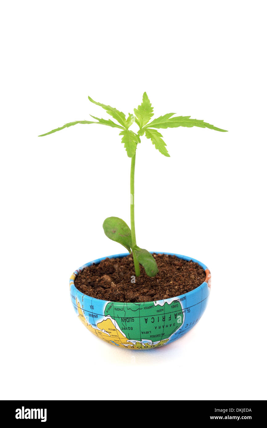 Plant growing from soil time hi-res stock photography and images - Alamy