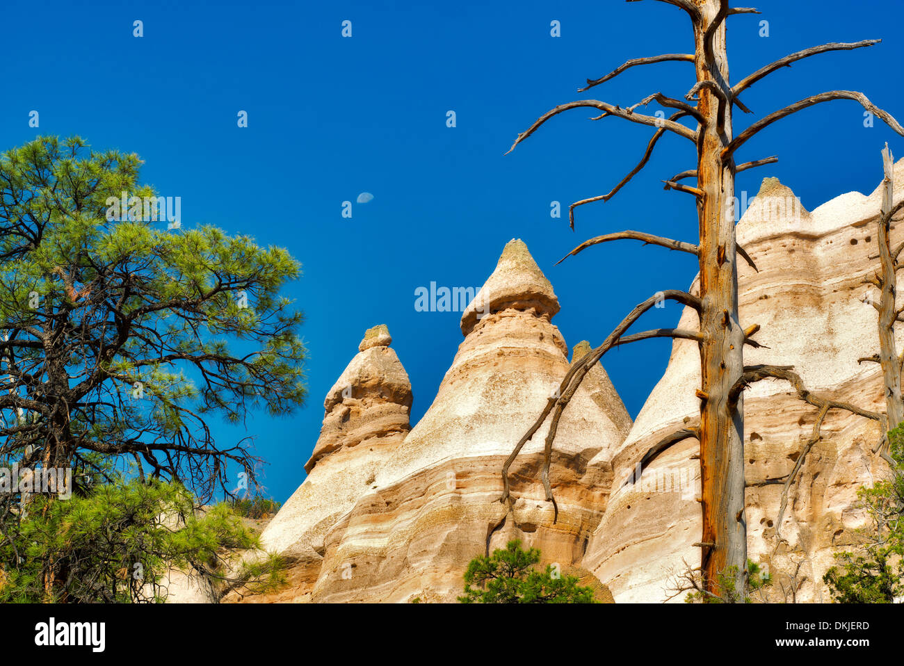 Dead dead tree hi-res stock photography and images - Alamy