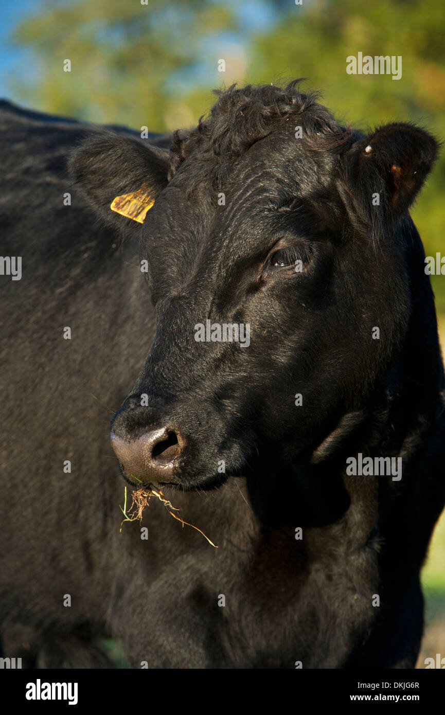 Welsh Black cattle , traditional rare breed species on a meadow Stock ...