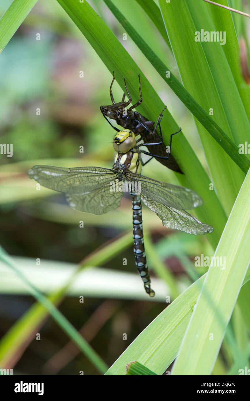 Southern hawker or blue darner dragonfly (Aeshna cyanea) emerging from ...