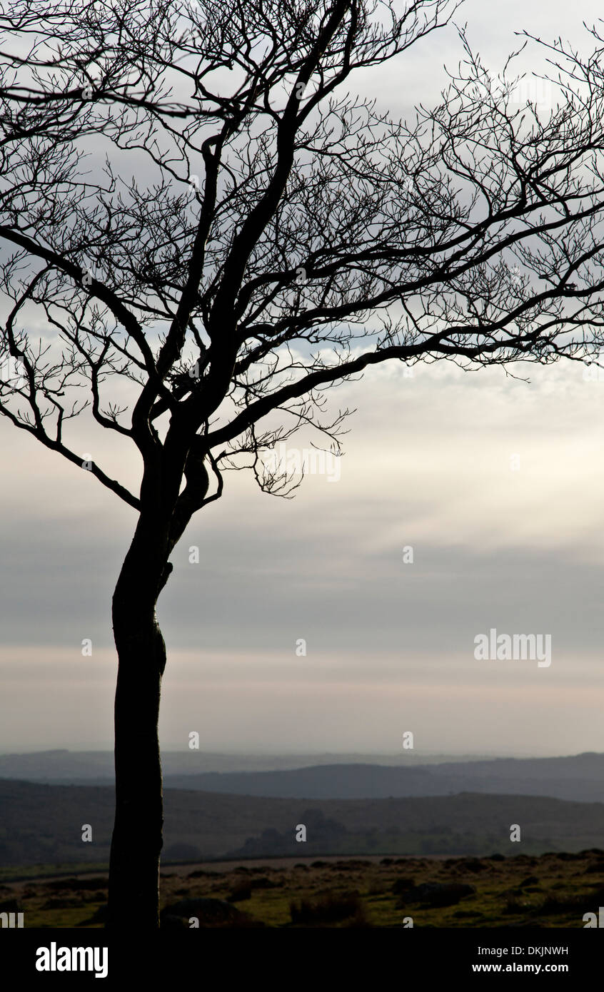 Lonely winter tree looks out across bleak landscape Stock Photo - Alamy