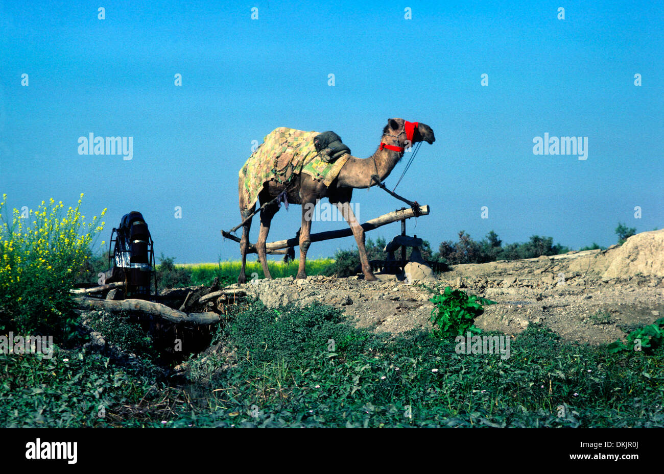 Water camel well hi-res stock photography and images - Alamy