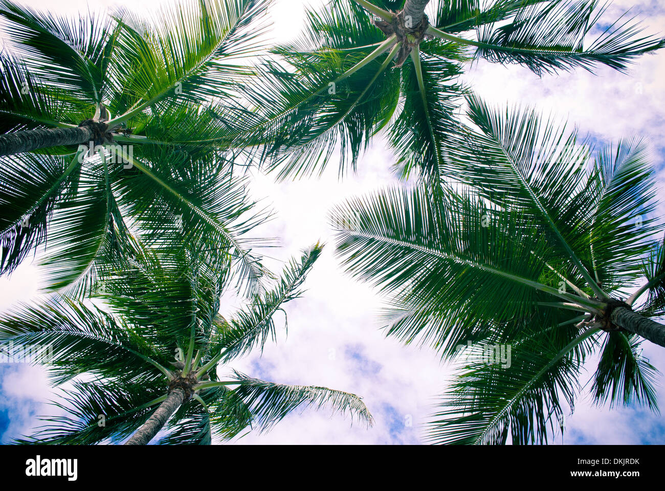 Palm trees in Puerto Rico Stock Photo - Alamy