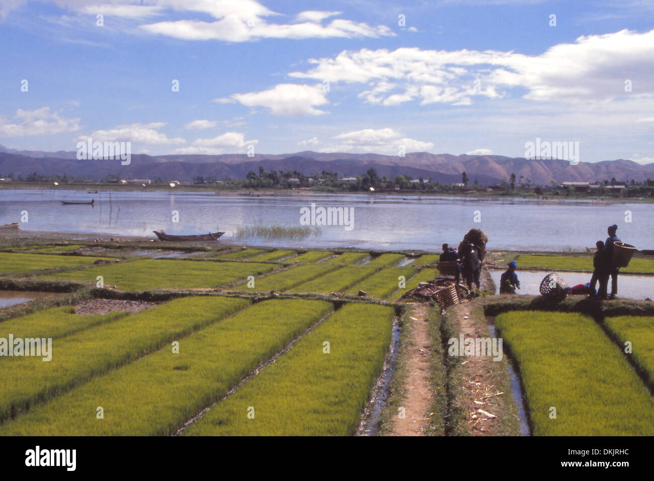China, rice field in the Dali Bai Autonomous Prefecture, Yunnan ...