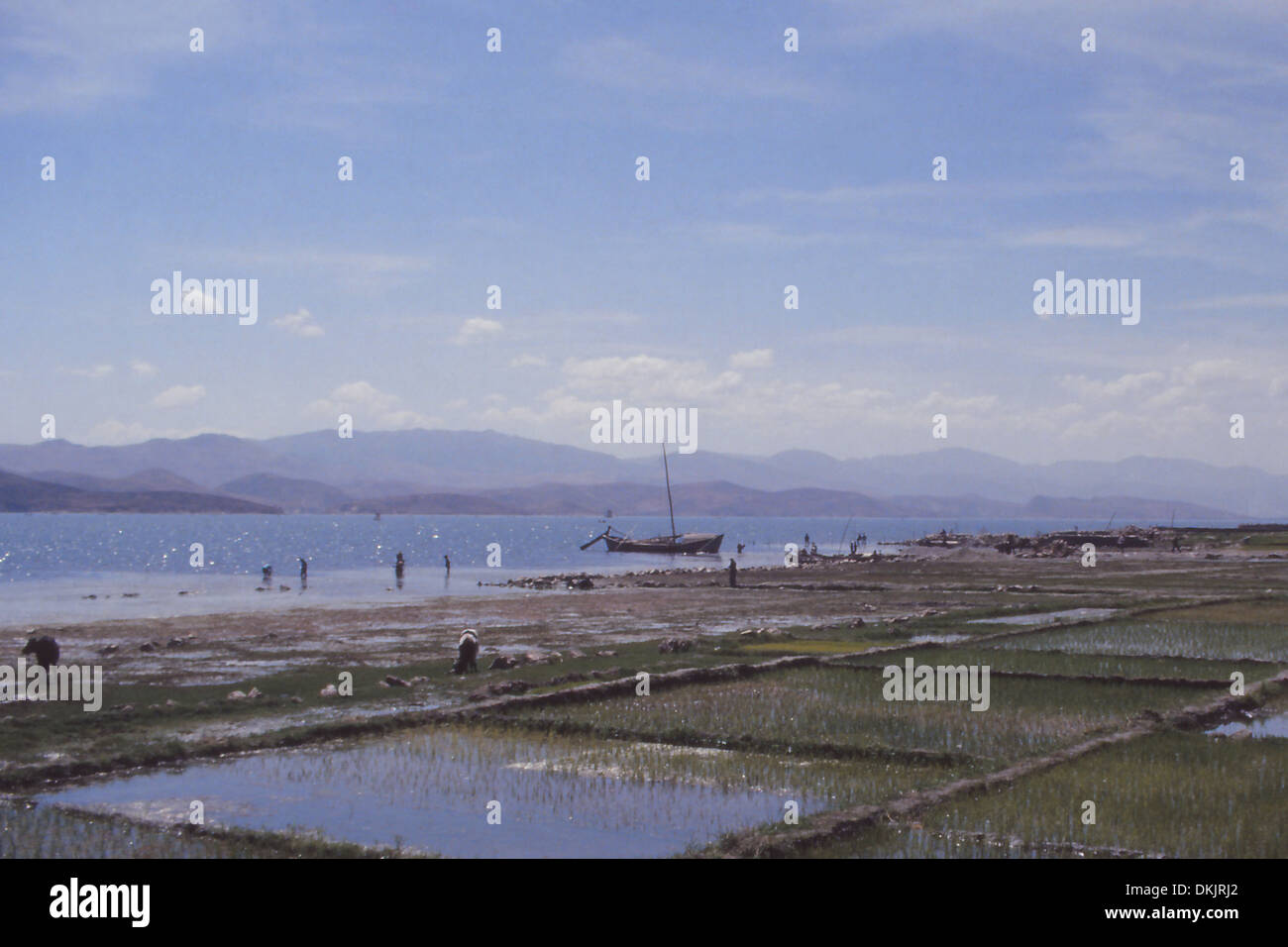China, rice field in the Dali Bai Autonomous Prefecture, Yunnan ...