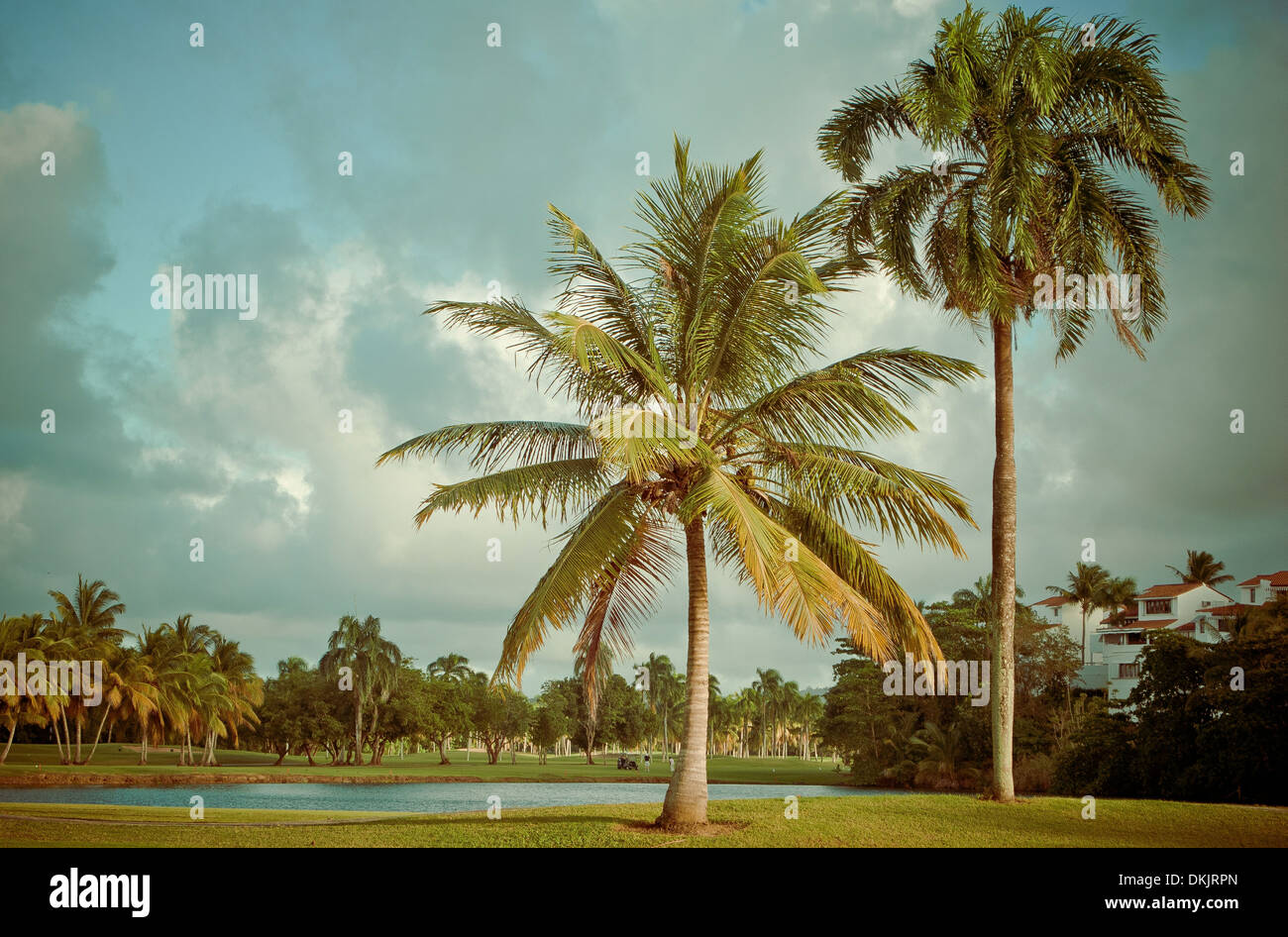 Puerto rico trees hi-res stock photography and images - Alamy