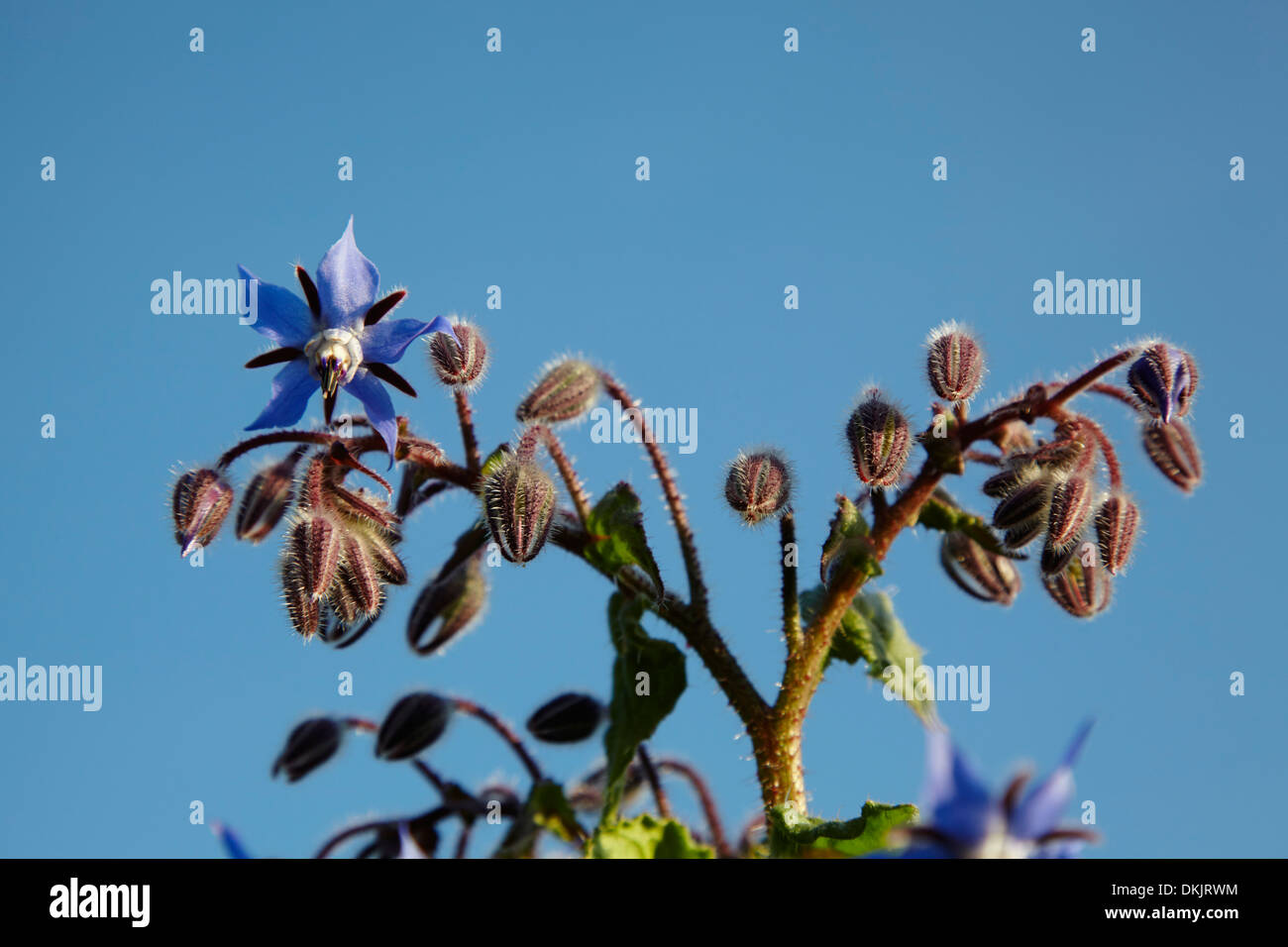 Blue flowers on a borage plant Stock Photo - Alamy