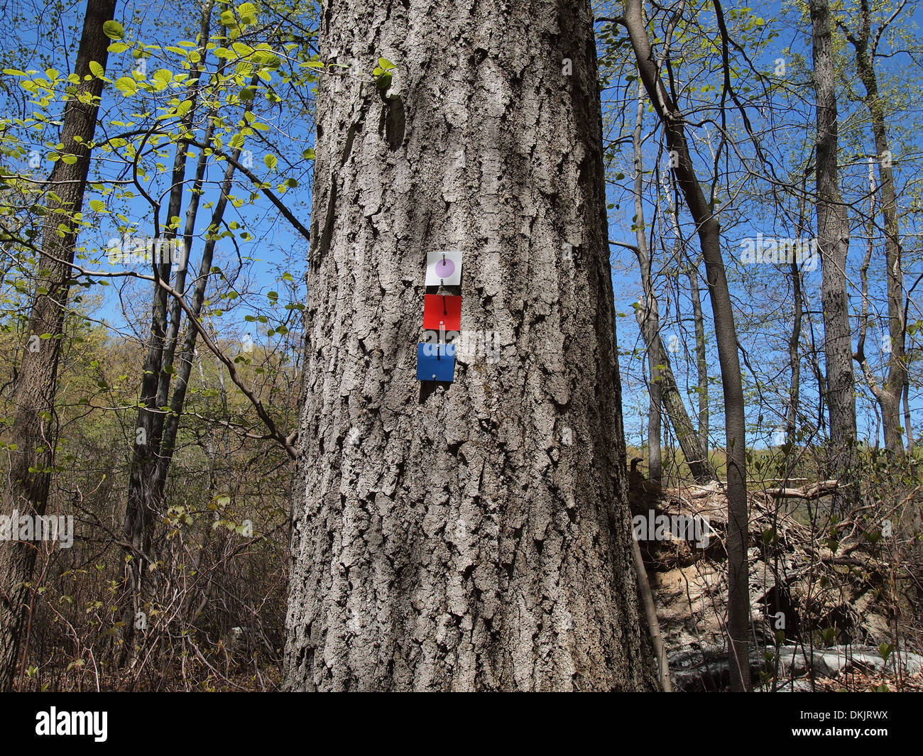White oak tree, us hi-res stock photography and images - Alamy