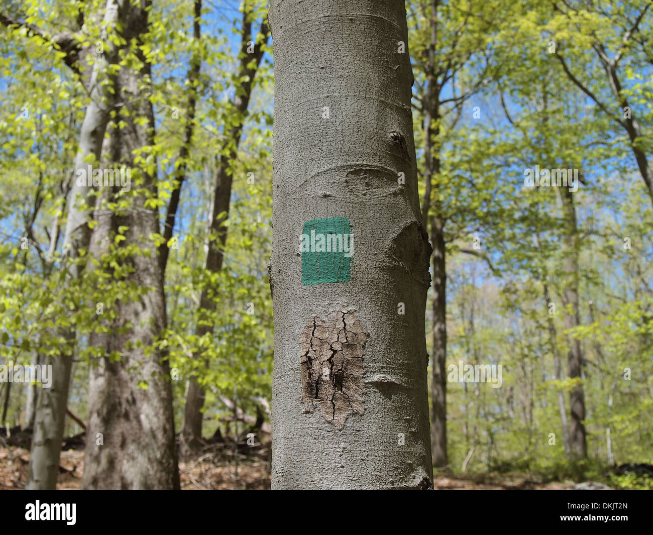 Blaze trail hi-res stock photography and images - Alamy