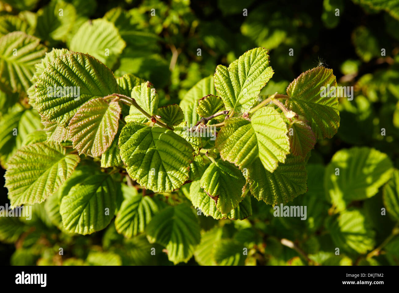 Hazelnut leaves hi-res stock photography and images - Alamy
