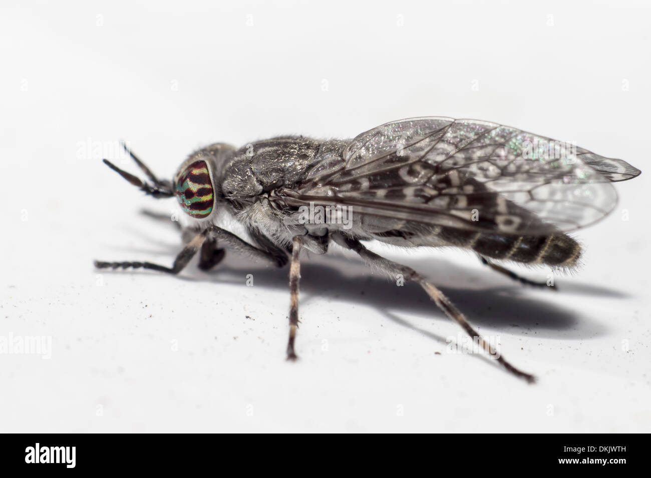 Portrait of a Horse-fly Stock Photo - Alamy