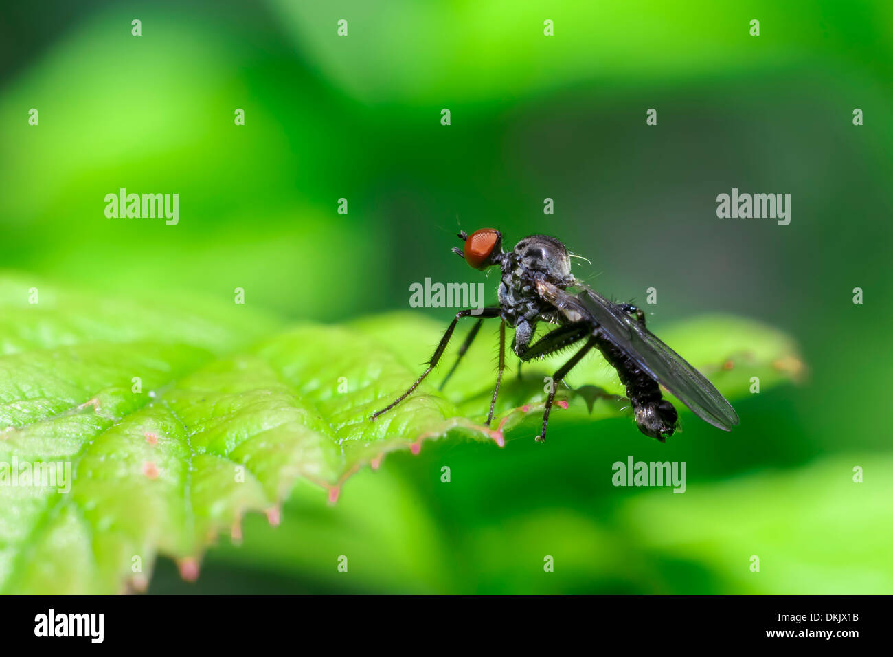 Red eyed fly hi-res stock photography and images - Alamy