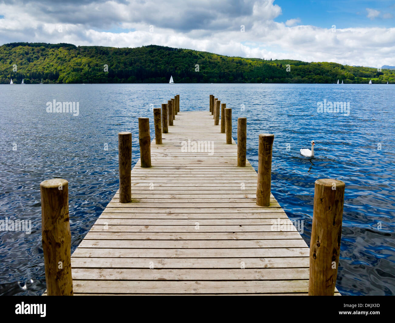 Swan next to wooden jetty on Lake Windermere in the Lake District ...