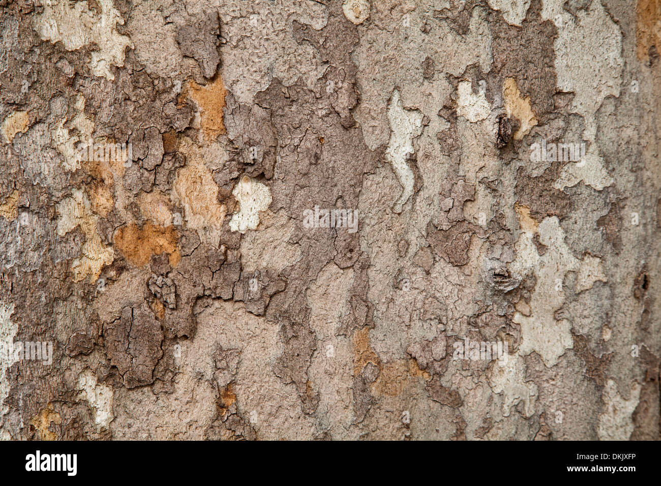 London Plane Tree Bark High Resolution Stock Photography and Images - Alamy